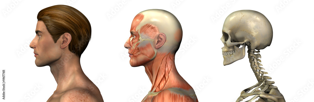 anatomical overlays - male - head and shoulders - Stock Illustration ...