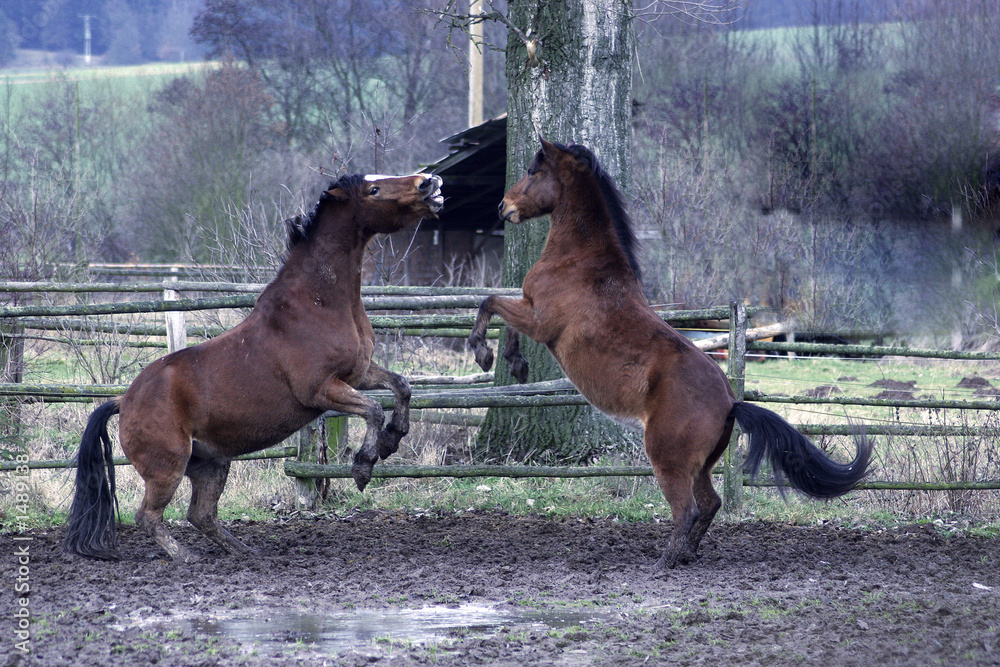 kämpfende pferde Stock-Foto | Adobe Stock