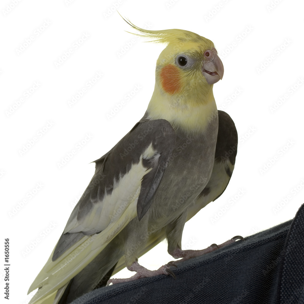 cockatiel on shoulder Stock Photo | Adobe Stock