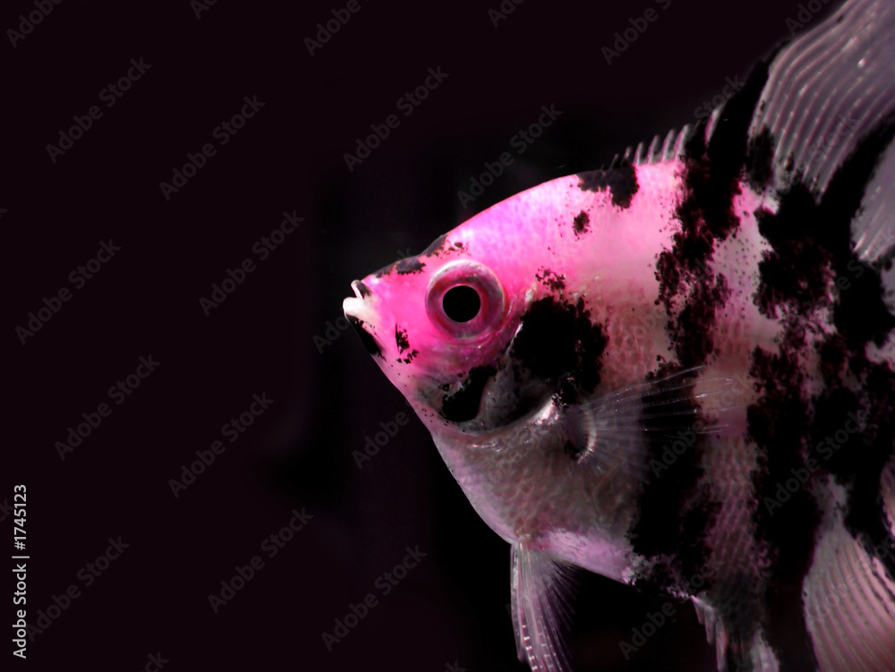 fish Stock Photo | Adobe Stock
