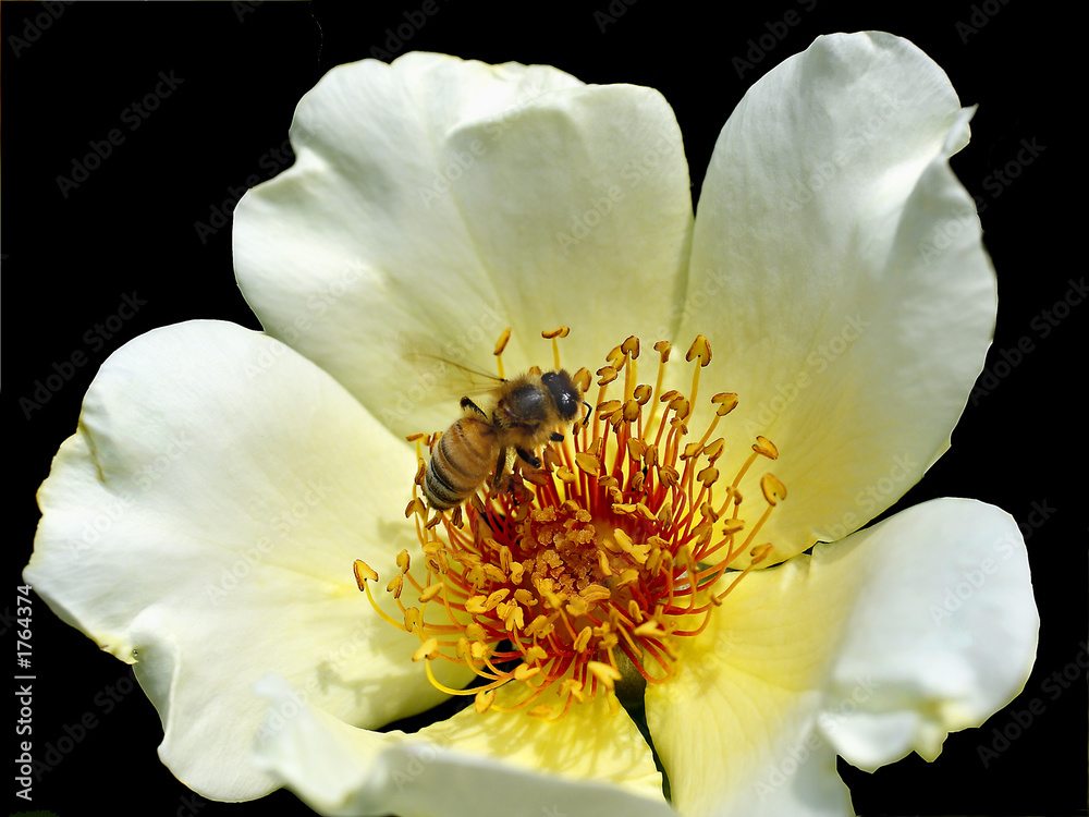 pollination Stock Photo | Adobe Stock