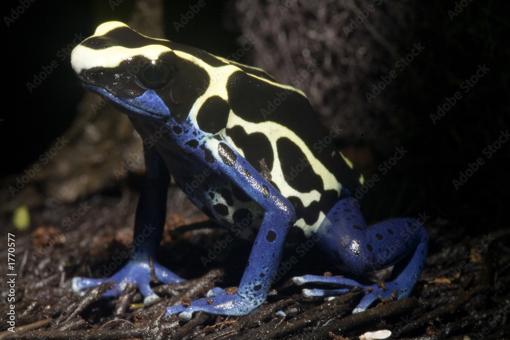 exotischer frosch Stock-Foto | Adobe Stock