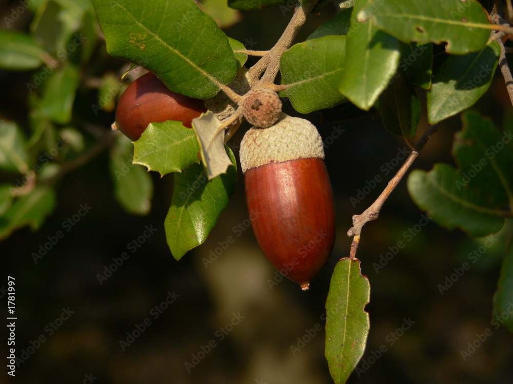 gland rouge Stock Photo | Adobe Stock