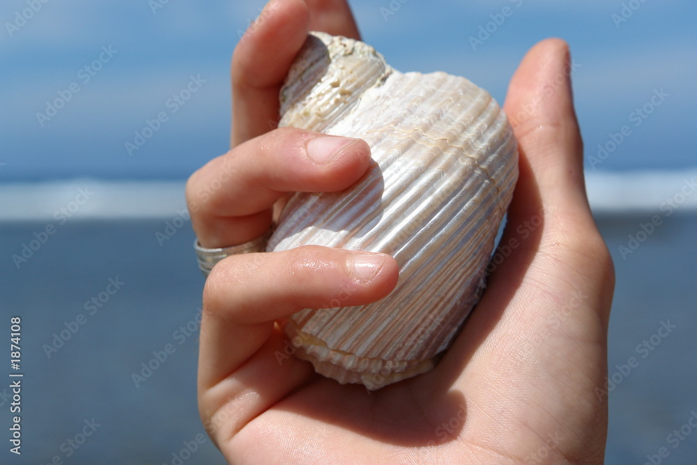 main et coquillage Stock Photo | Adobe Stock