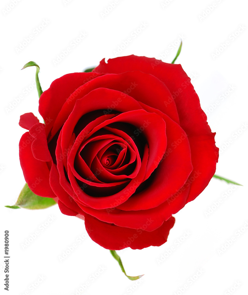 red rose Stock Photo | Adobe Stock