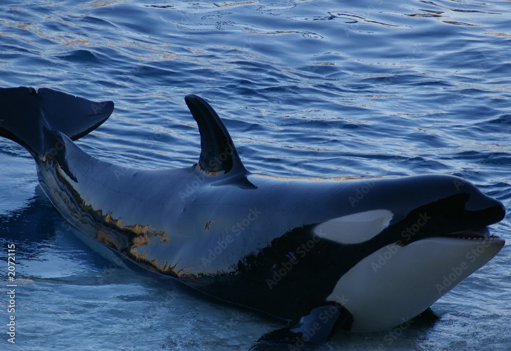 photo d'orque Photos | Adobe Stock