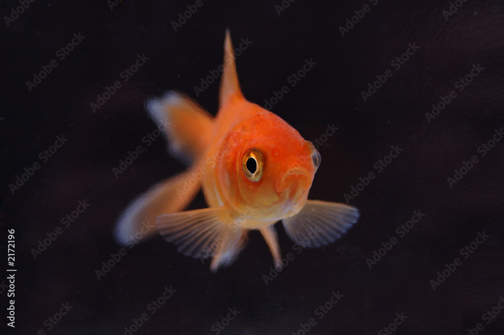 goldfish 7 Stock Photo | Adobe Stock