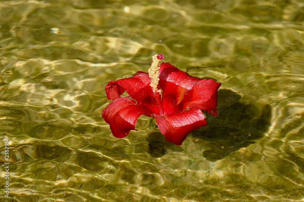 flor de majagua foto de Stock | Adobe Stock