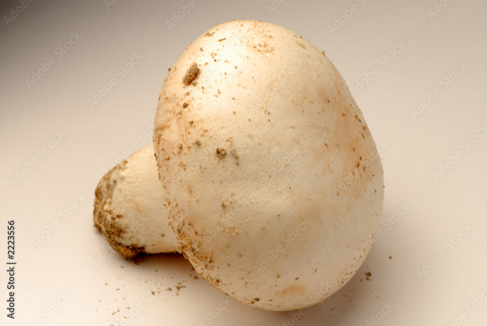 champignon de paris Stock Photo | Adobe Stock