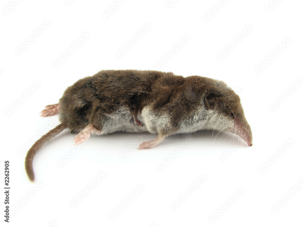 dead mole Stock Photo | Adobe Stock