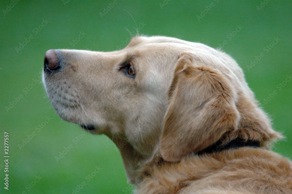 labrador Stock Photo | Adobe Stock