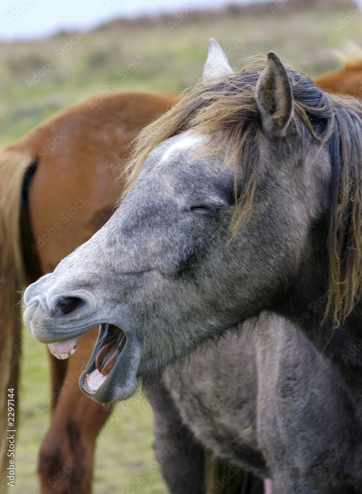 cheval qui rit Photos | Adobe Stock