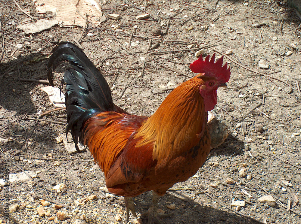 gallo nel pollaio Stock Photo | Adobe Stock
