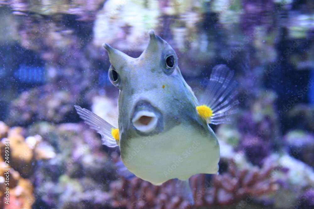 kofferfisch Stock-Foto | Adobe Stock