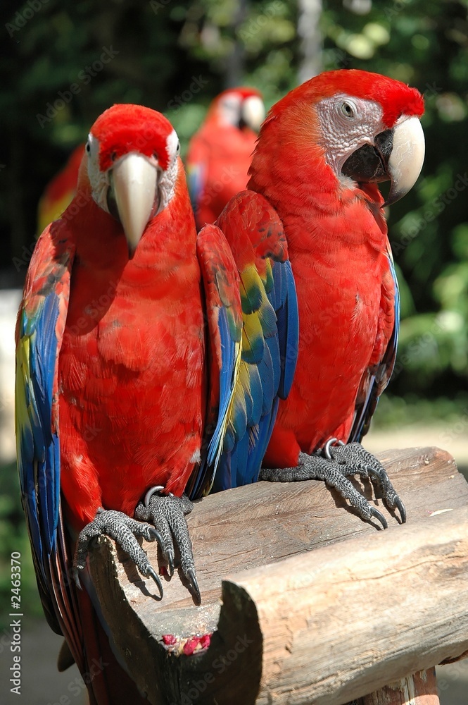 duo coco, perroquet Photos | Adobe Stock