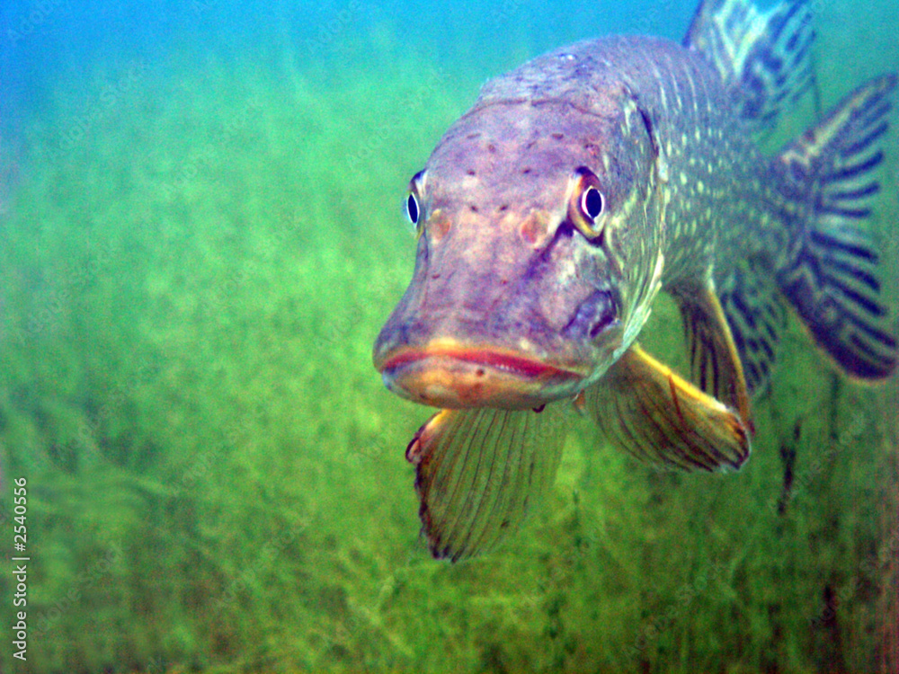 hecht portrait Stock-Foto | Adobe Stock