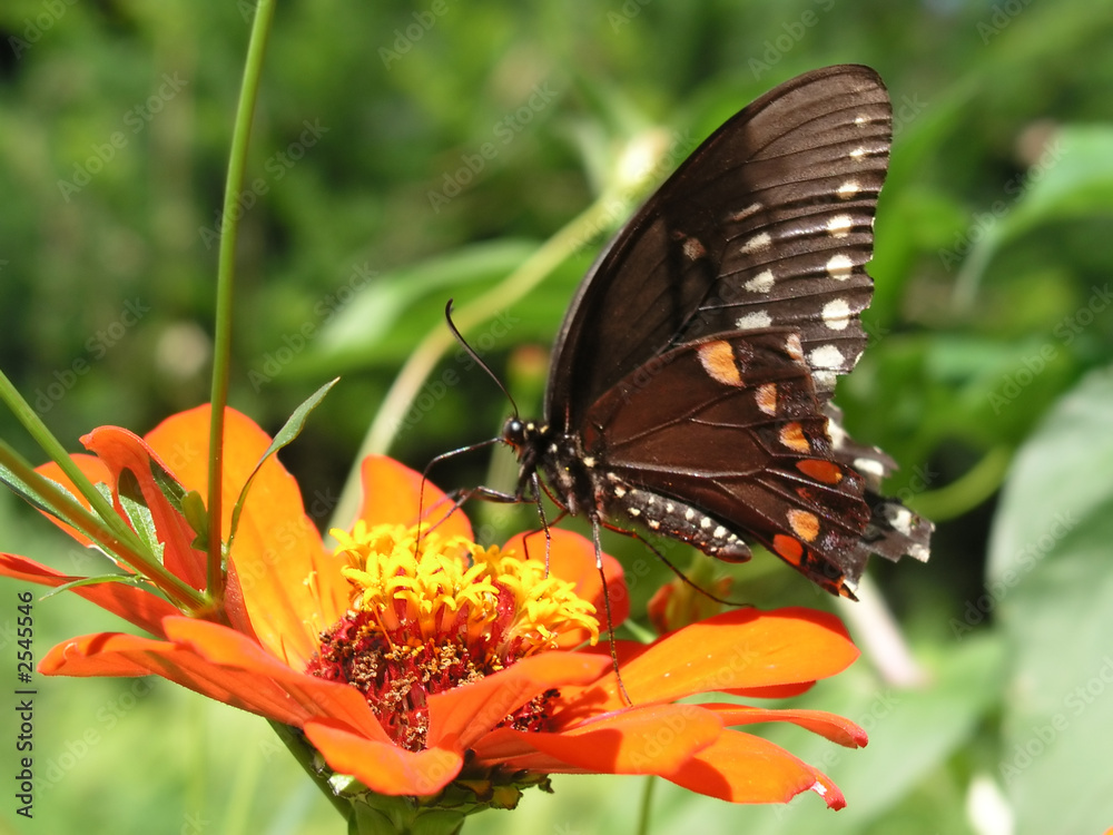 butterfly Stock Photo | Adobe Stock