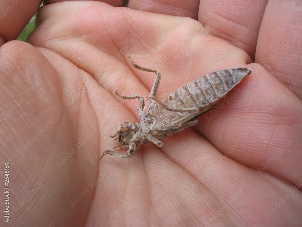 Grasshopper Carapace