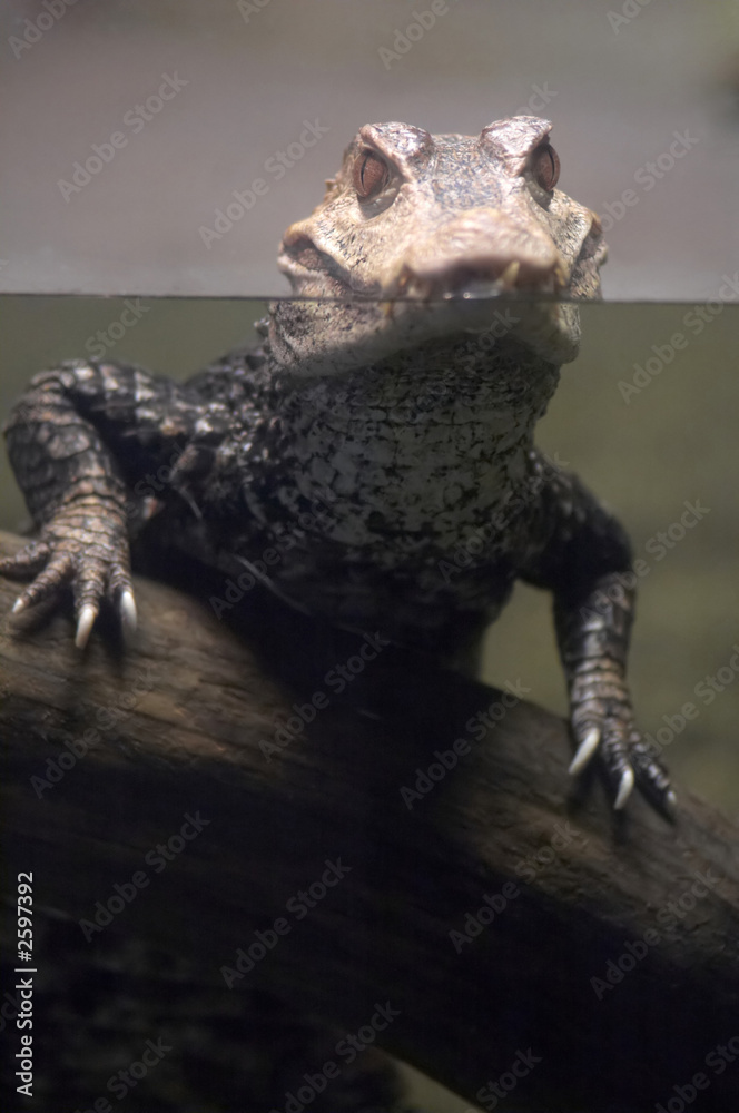 dwarf caiman Stock Photo | Adobe Stock