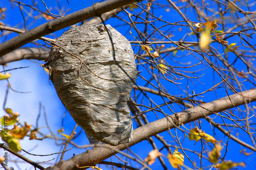 hornet nest Stock Photo | Adobe Stock