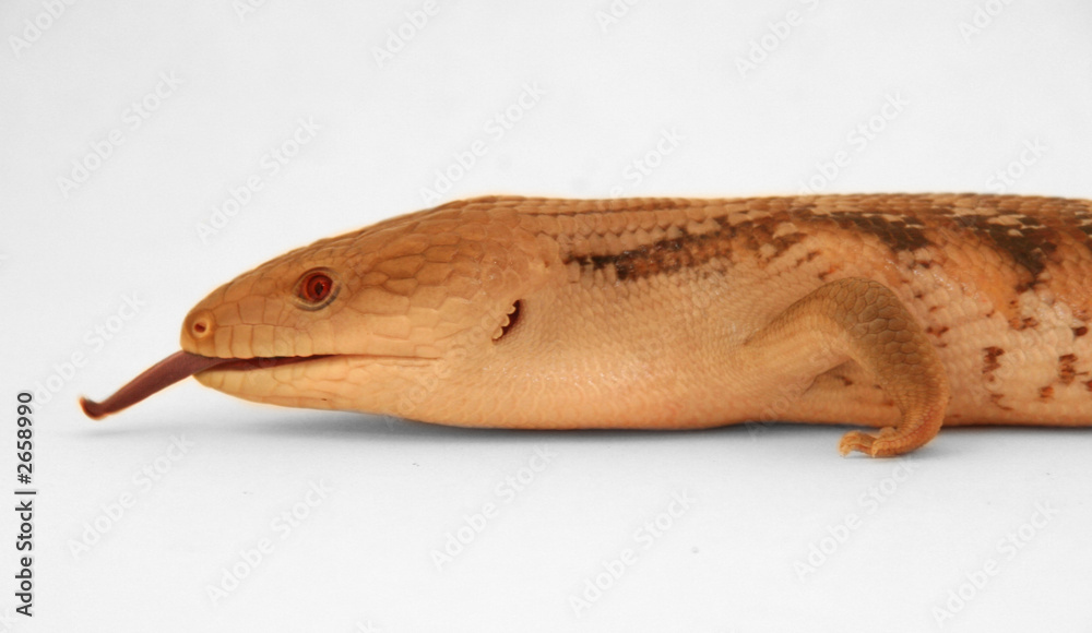 cute long lizard with tongue sticking out Stock Photo | Adobe Stock