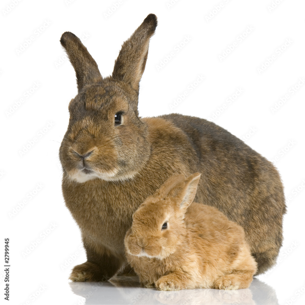 lapine et ses lapereaux Photos | Adobe Stock