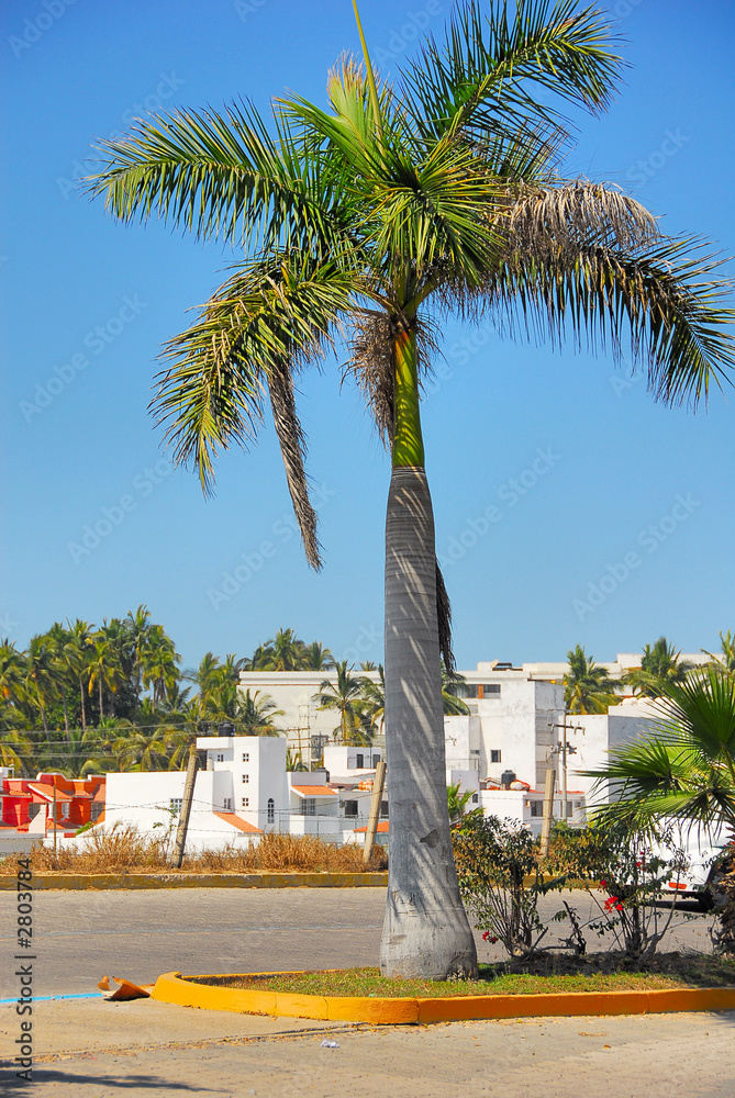 solitaire palm tree Stock Photo | Adobe Stock