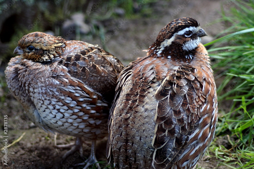 chucker partridge birds Stock Photo | Adobe Stock