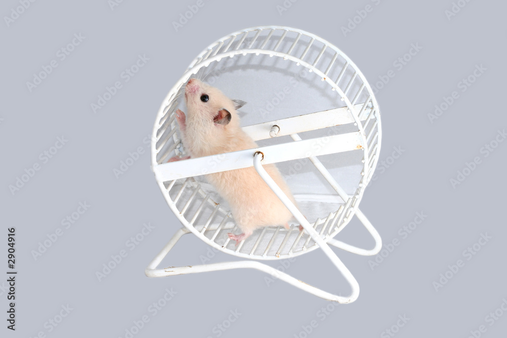 hamster in wheel Stock Photo | Adobe Stock