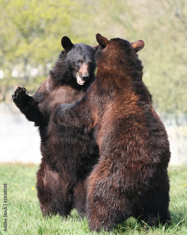 ours baribal Stock Photo | Adobe Stock