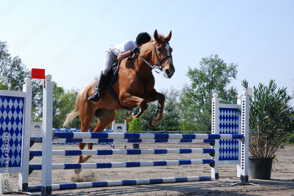 Foto Stock cavallo che salta ostacolo | Adobe Stock