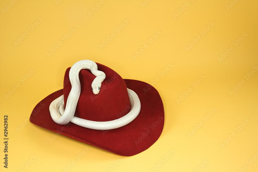 Texas Rat Snake wrapped around cowboy hat. Stock Photo | Adobe Stock