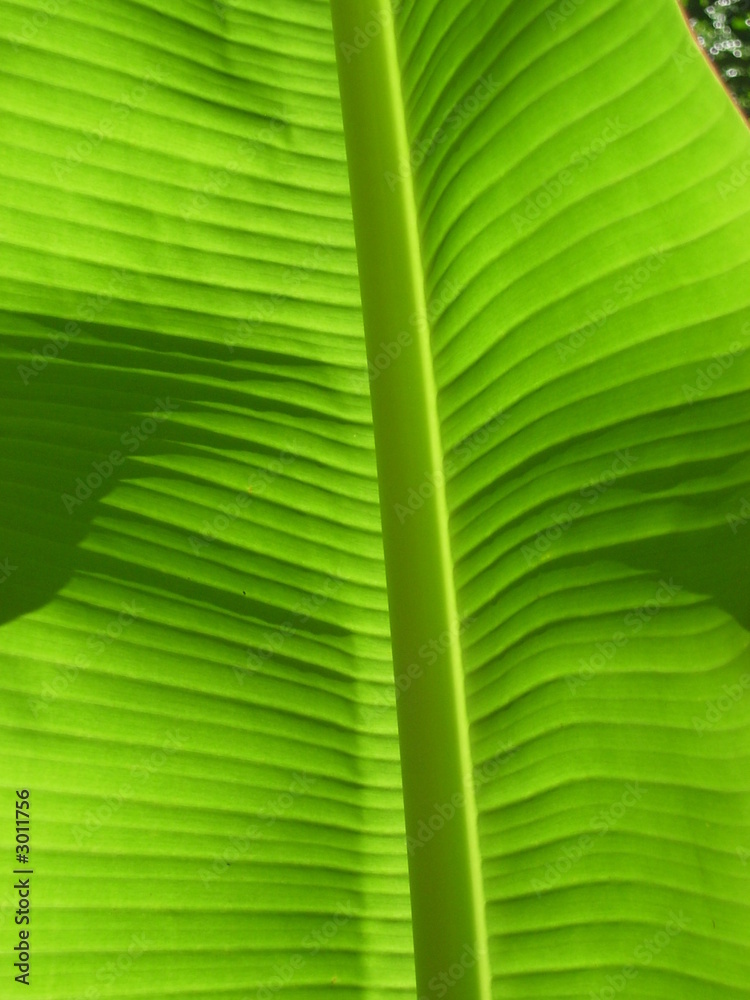 feuille de bananier format portrait plan élargi Stock Photo | Adobe Stock