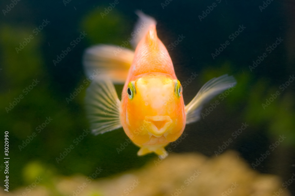 gold fish smiling face, tropical underwater view Stock Photo | Adobe Stock