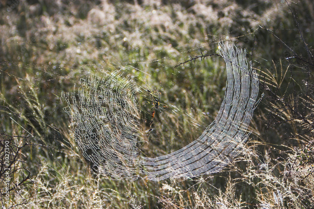 spider Stock Photo | Adobe Stock