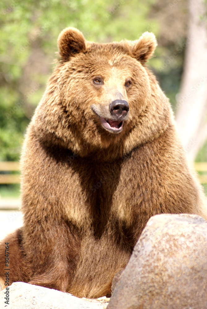 Foto de oso pardo cantábrico sentado do Stock | Adobe Stock
