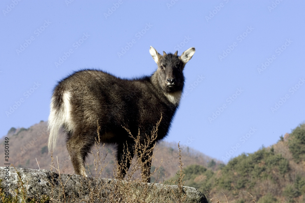 goral Stock Photo | Adobe Stock