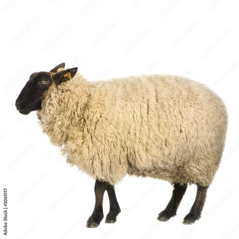 mouton suffolk Stock Photo | Adobe Stock
