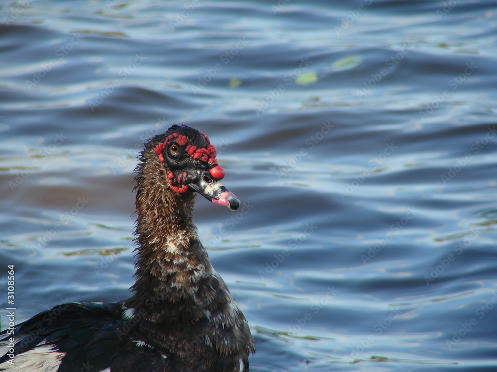 muscovy Stock Photo | Adobe Stock