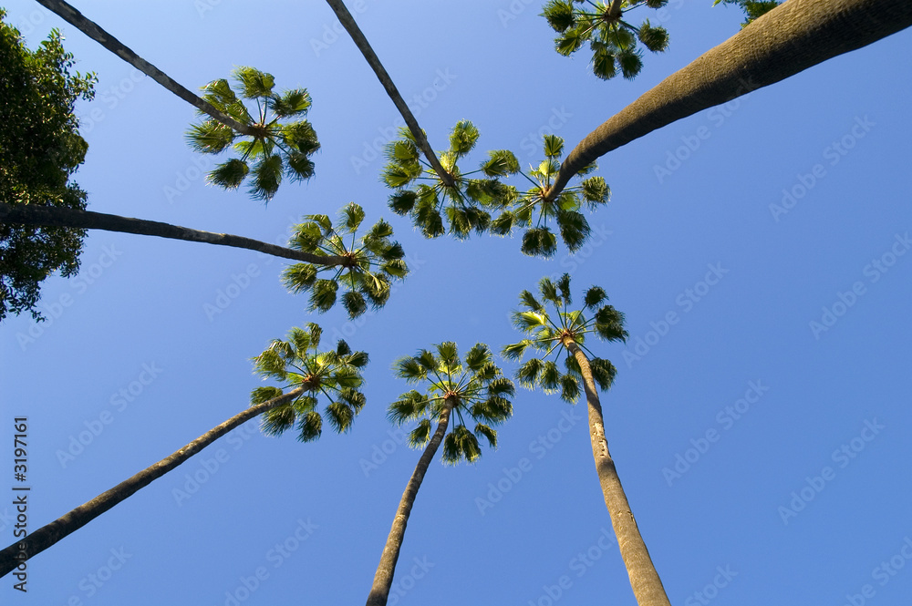 palmeras Stock Photo | Adobe Stock