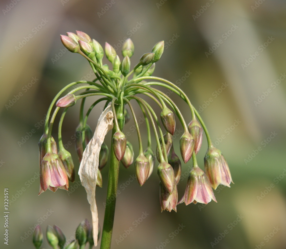 allium bulgaricum Stock Photo | Adobe Stock