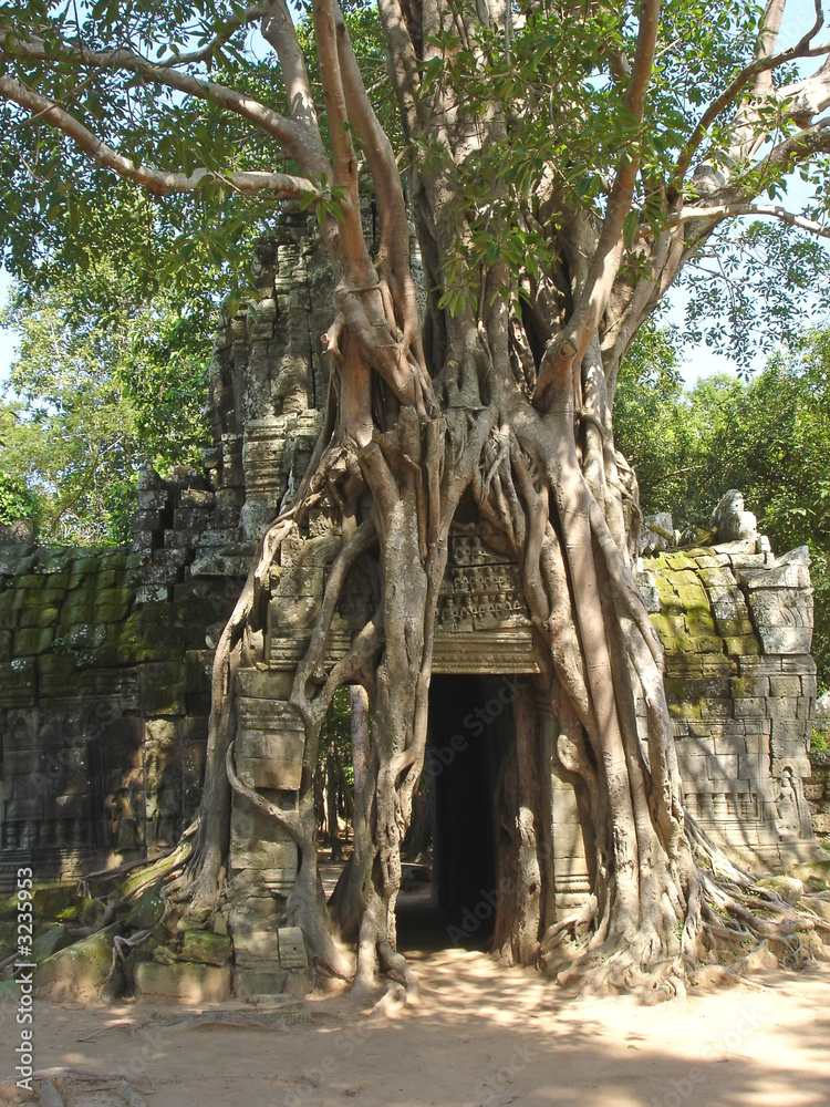 banyan tree covering entirely an old khmer pyramid temple, bayon Stock ...
