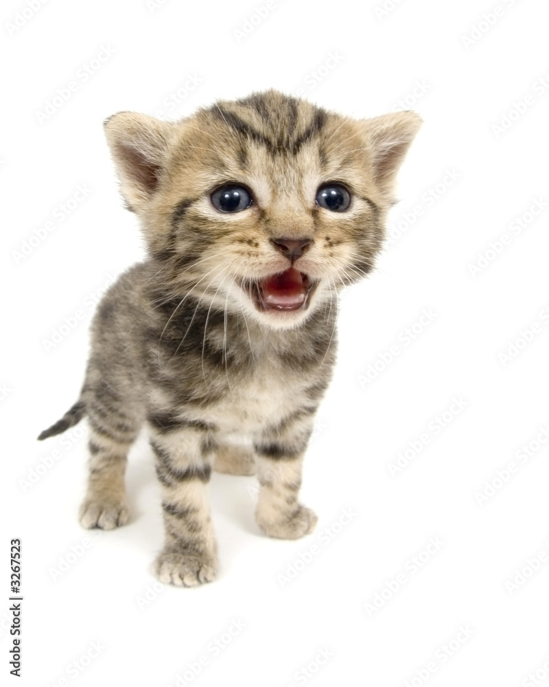 crying kitten on white background Stock Photo | Adobe Stock
