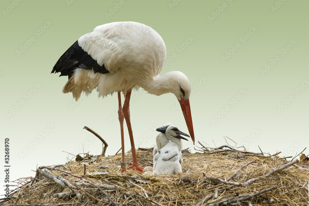 Foto de storch und storchenjunge beim füttern do Stock | Adobe Stock