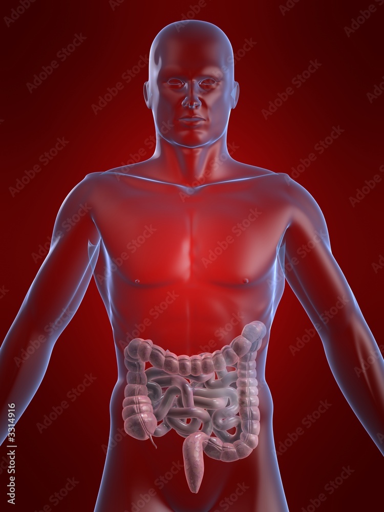 menschliche anatomie mit darm Stock Illustration | Adobe Stock