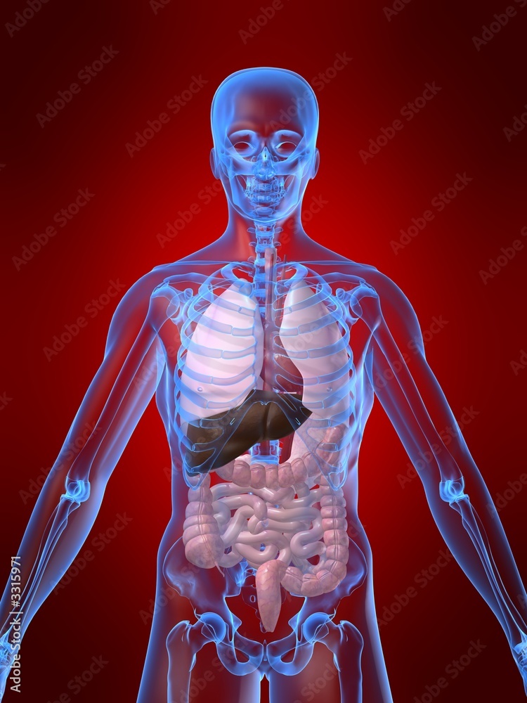 menschliches skelett mit organen Stock Illustration | Adobe Stock