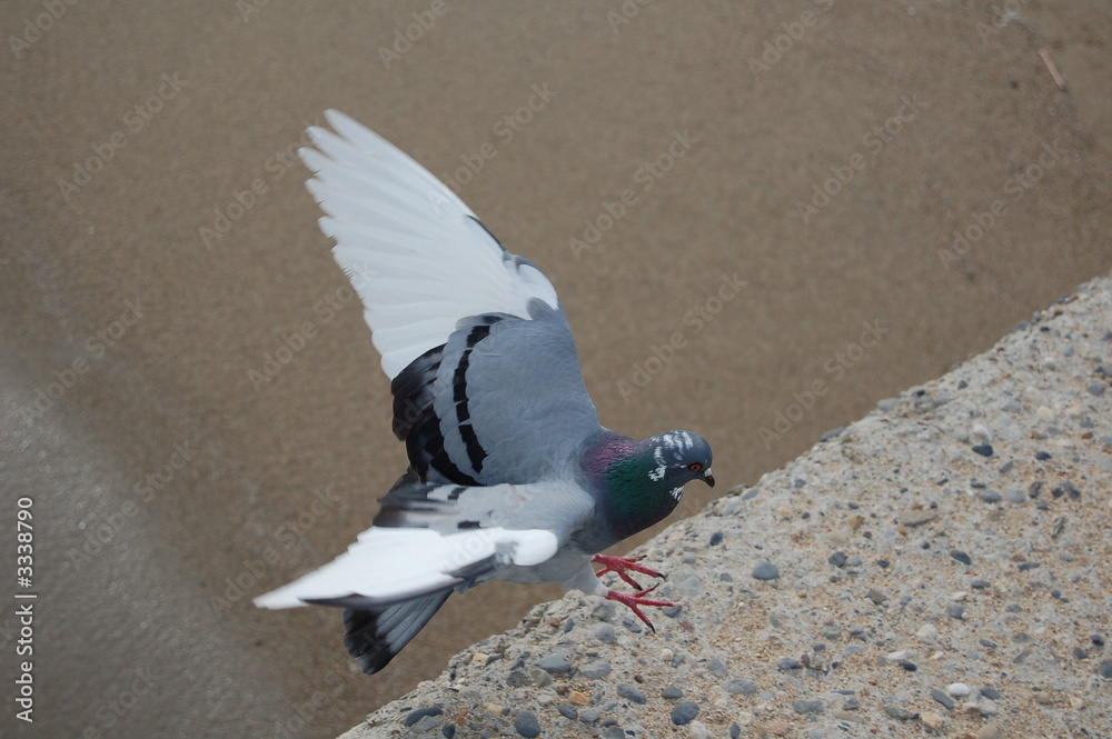 pigeon Stock Photo | Adobe Stock
