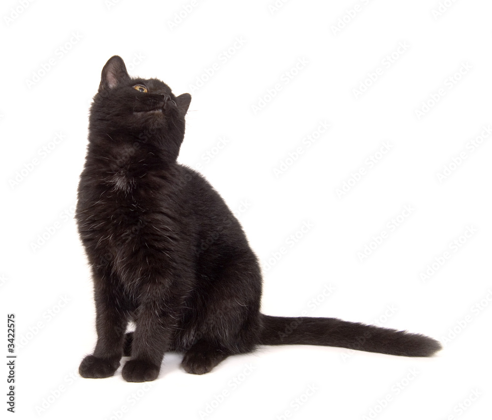 Cat Looking Over Shoulder