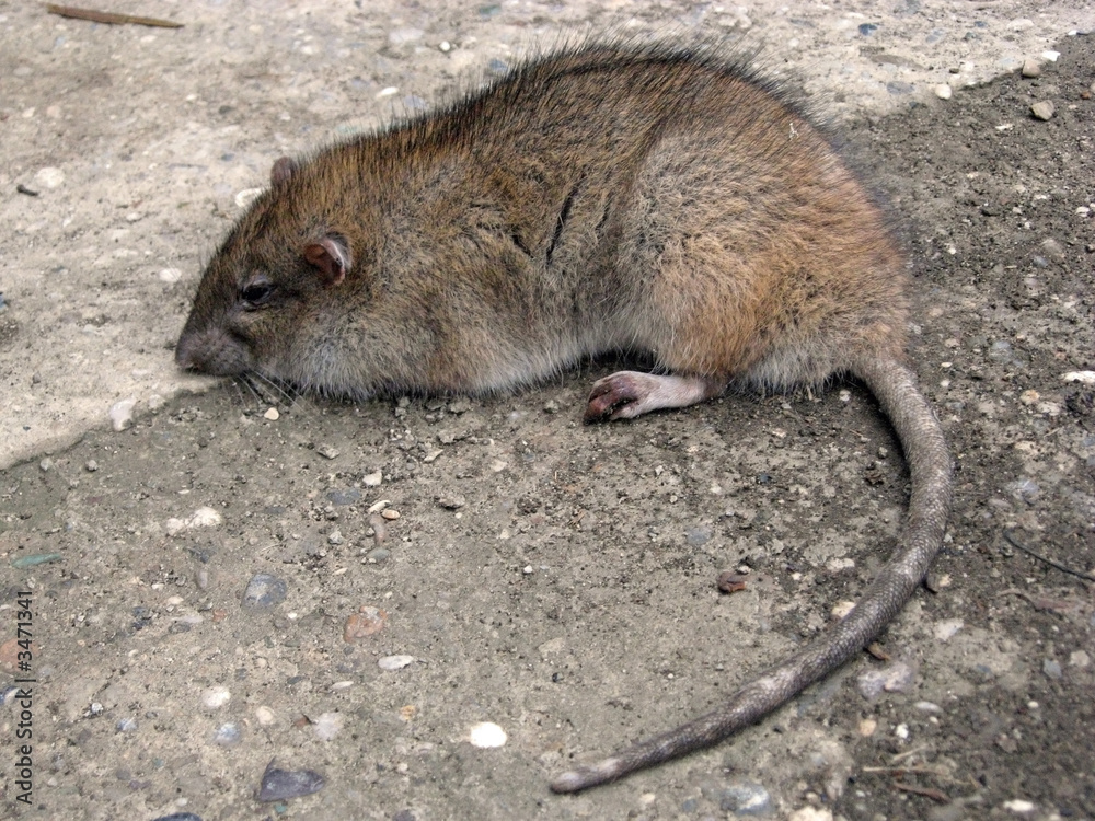big rat Stock Photo | Adobe Stock
