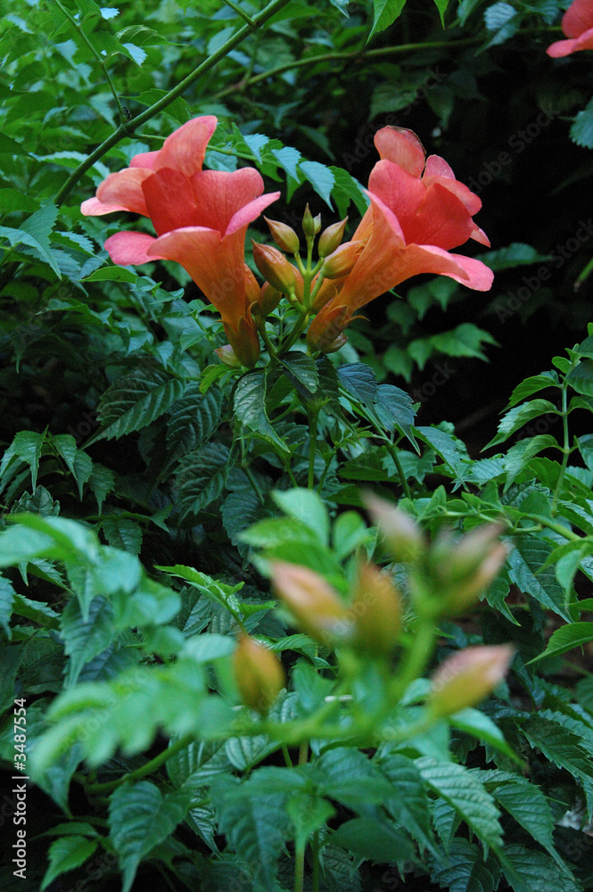 trompetas de flor foto de Stock | Adobe Stock
